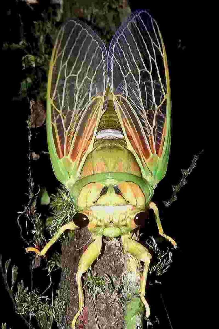 Fijian Cicada (Raiateana knowlesi)