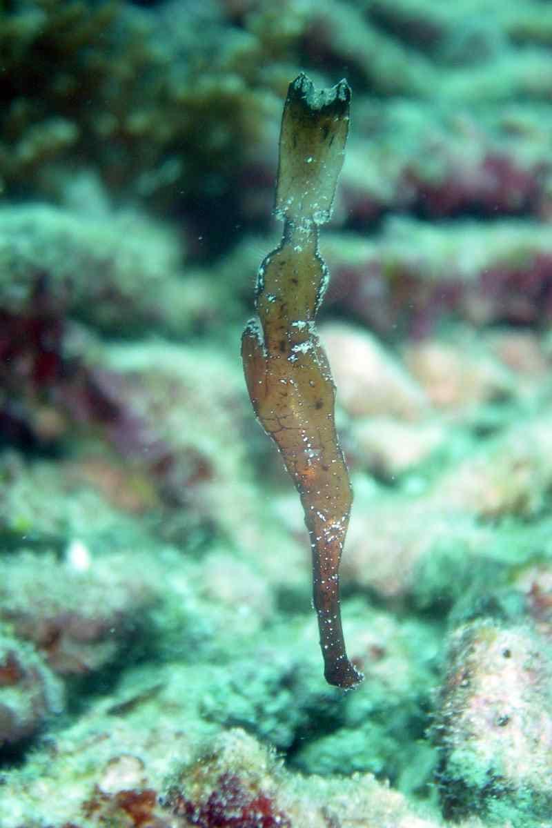 Ghost Pipefish in Fiji, Solenostomus