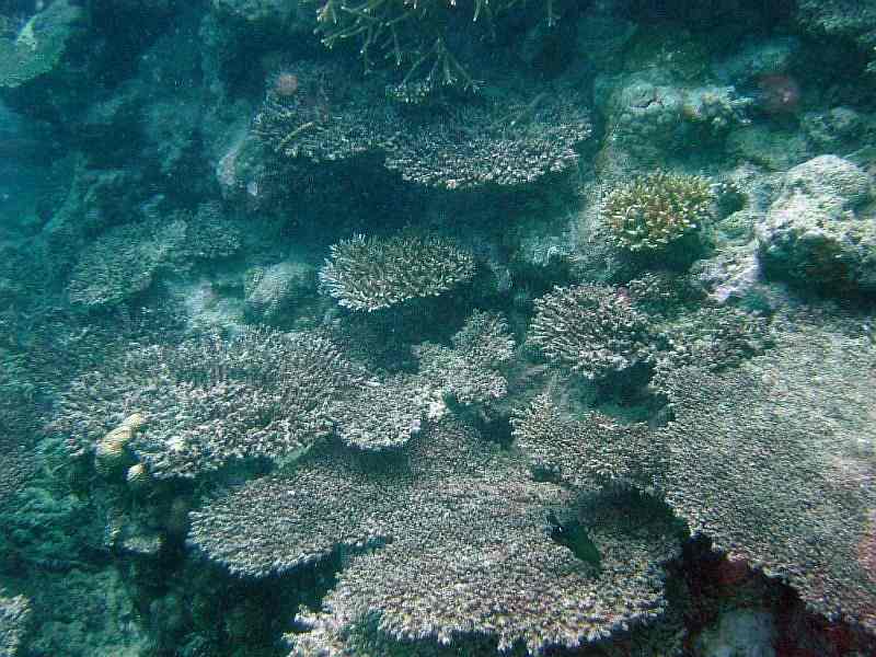 Ocean Acidification - Destabilizing Marine Environments