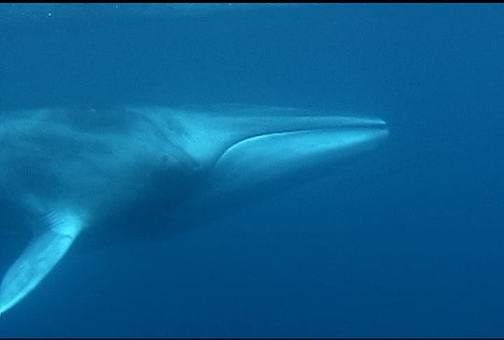 Fin Whale Encounter. Snorkeling With A Fin Whale In Fiji