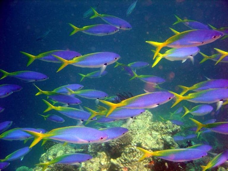 Diving Seasons, Best Time To Dive In Fiji
