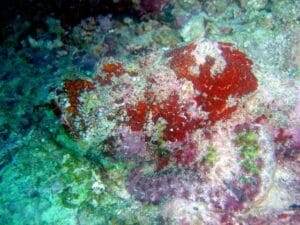 Are There Dangerous Animals In Fiji?