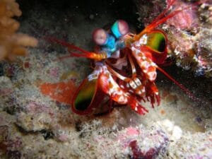 Rare Beautiful Sea Creature